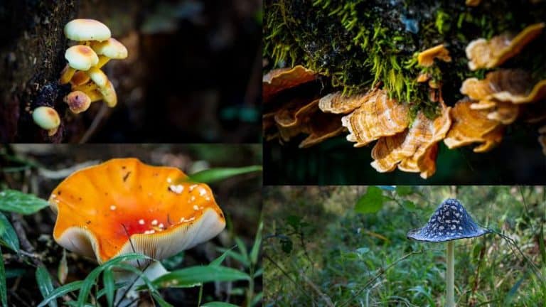 The Amatola Trail - Trail Food's Ultimate Hiking Guide