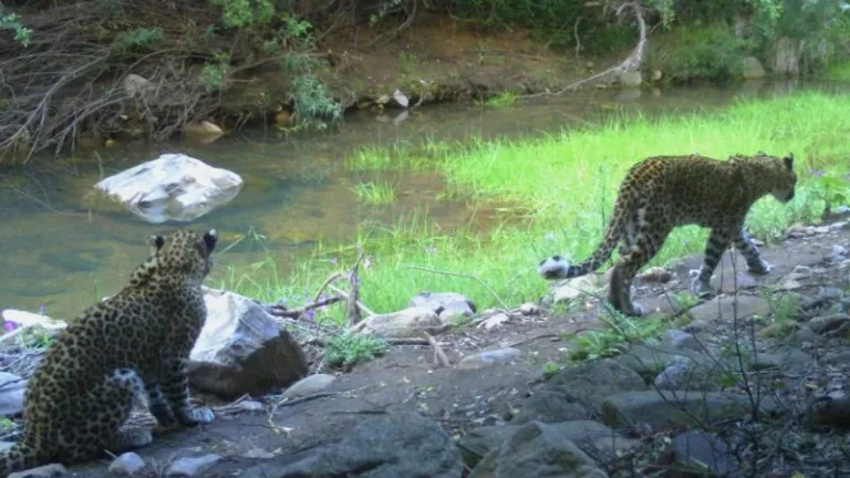 The Leopard Trail - explore the remarkable Baviaanskloof